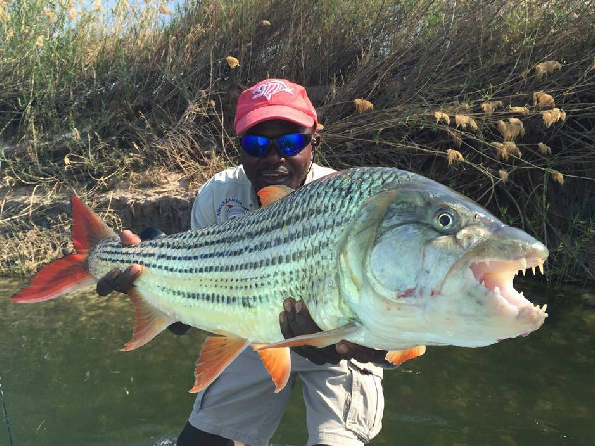 Tiger fishing on the Zambezi River, Angle Zambia , Livingstone Zambia ...