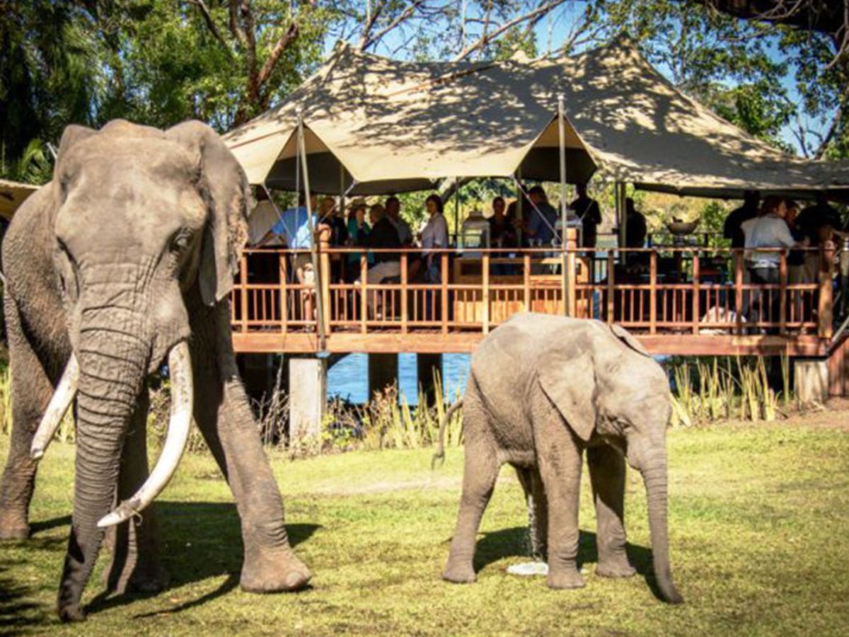 Elephant Cafe, Livingstone - Smiles Travel And Tour